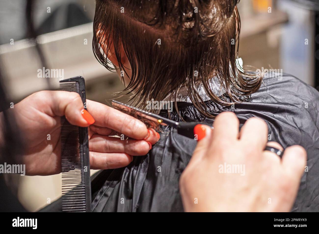 barbershop cuts the ends of wet clean hair on the back of the client's ...