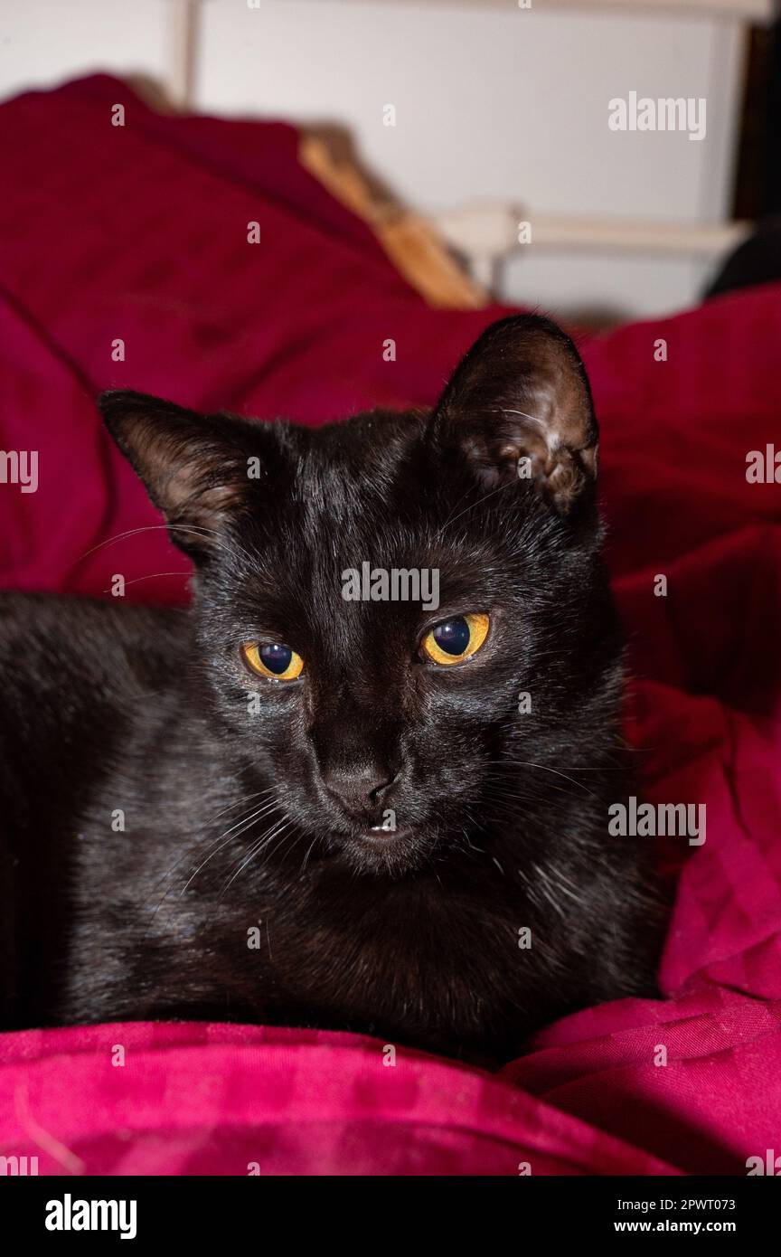 Head of a black cat facing forward Stock Photo - Alamy