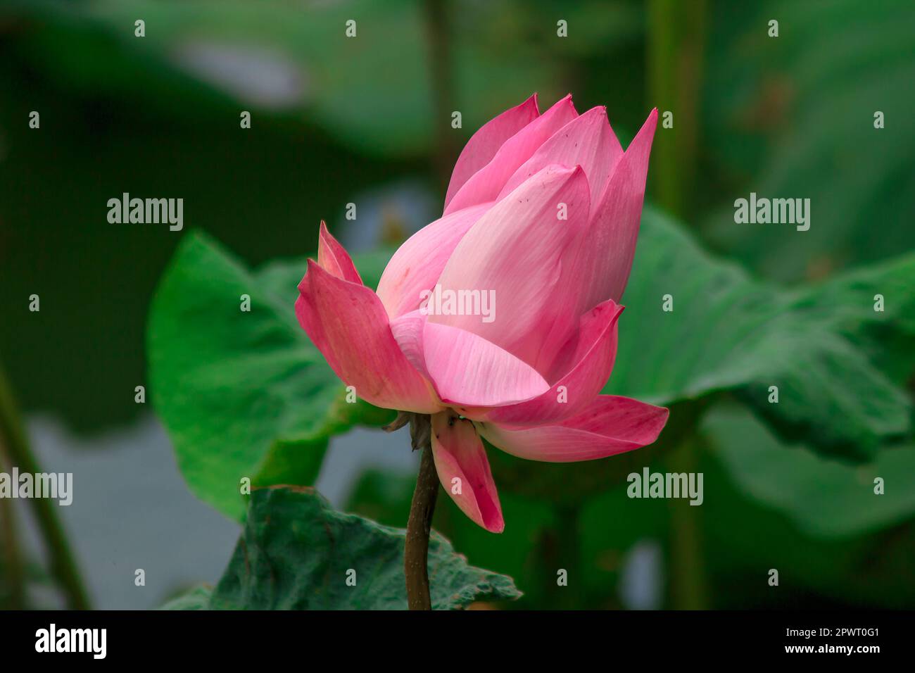Nelumbo nucifera is a flowering pink lotus species Stock Photo - Alamy