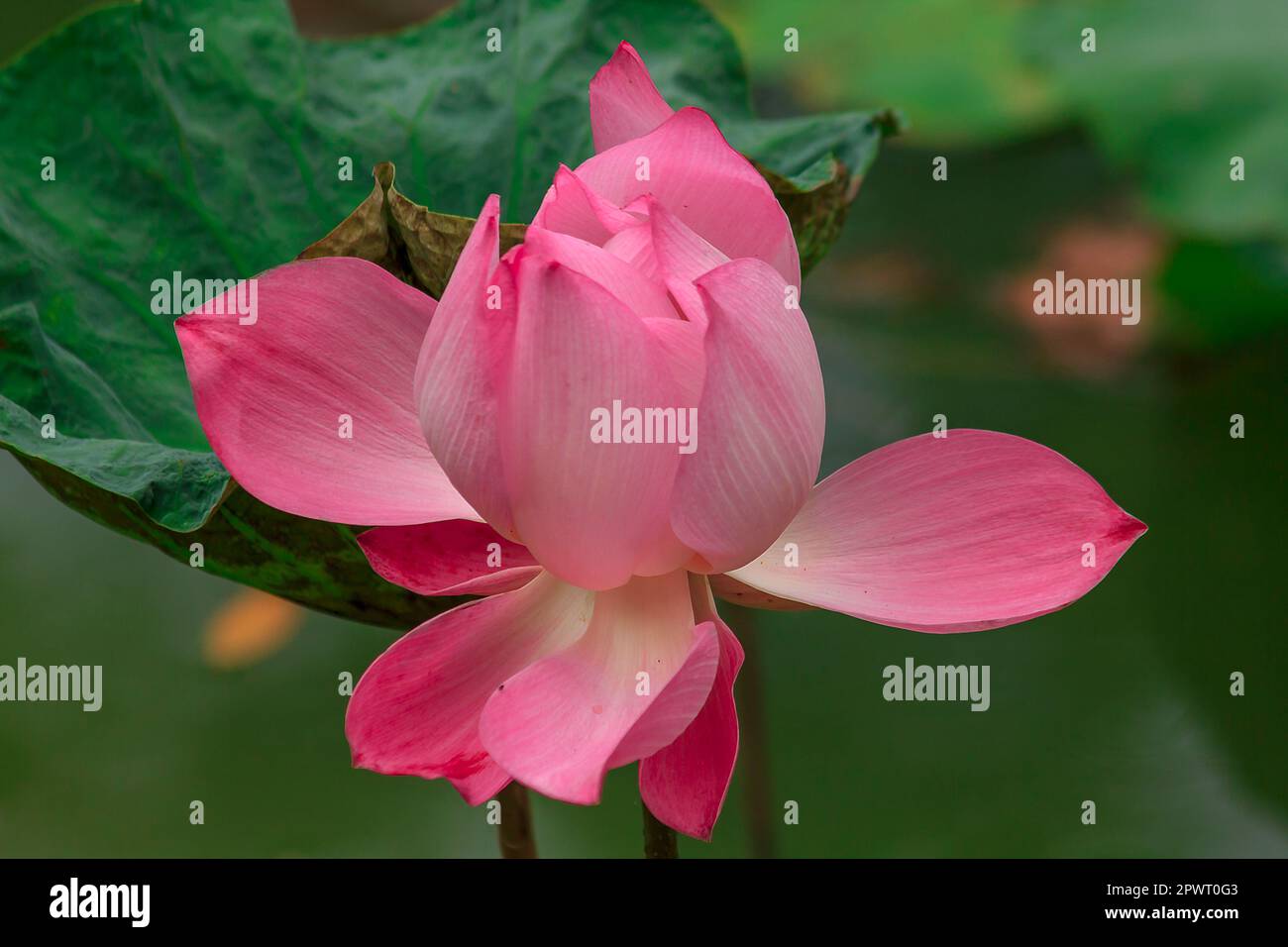 Nelumbo nucifera is a flowering pink lotus species Stock Photo - Alamy