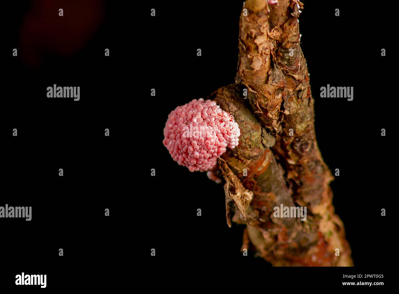 Eggs channeled apple snail hi-res stock photography and images - Alamy