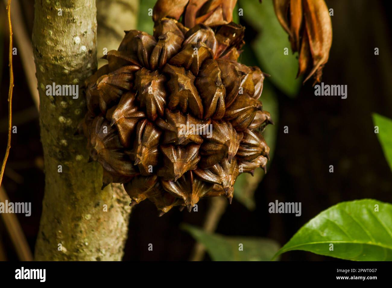 Nypa fruticans in nature Wurmb Stock Photo - Alamy