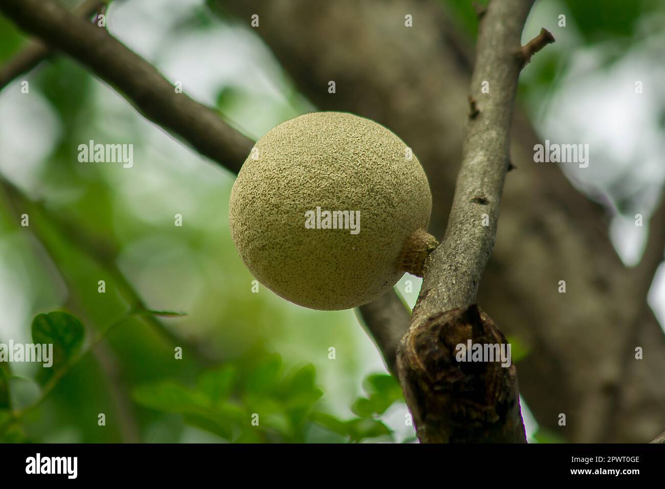 Feronia limonia on the tree is a medium perennial Stock Photo - Alamy
