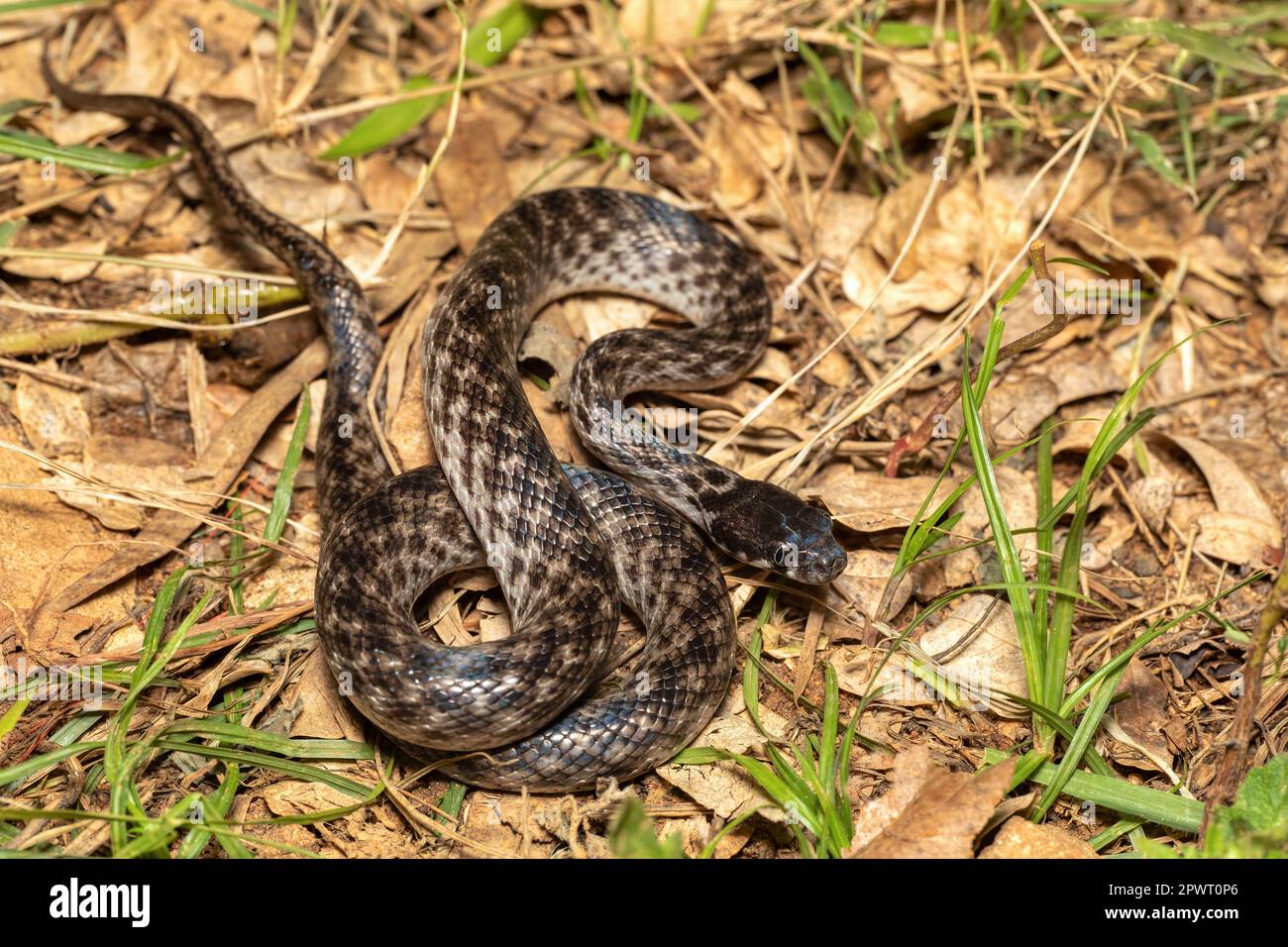 Cat-eyed Snake, Madagascarophis colubrinus is a species of snake of the ...