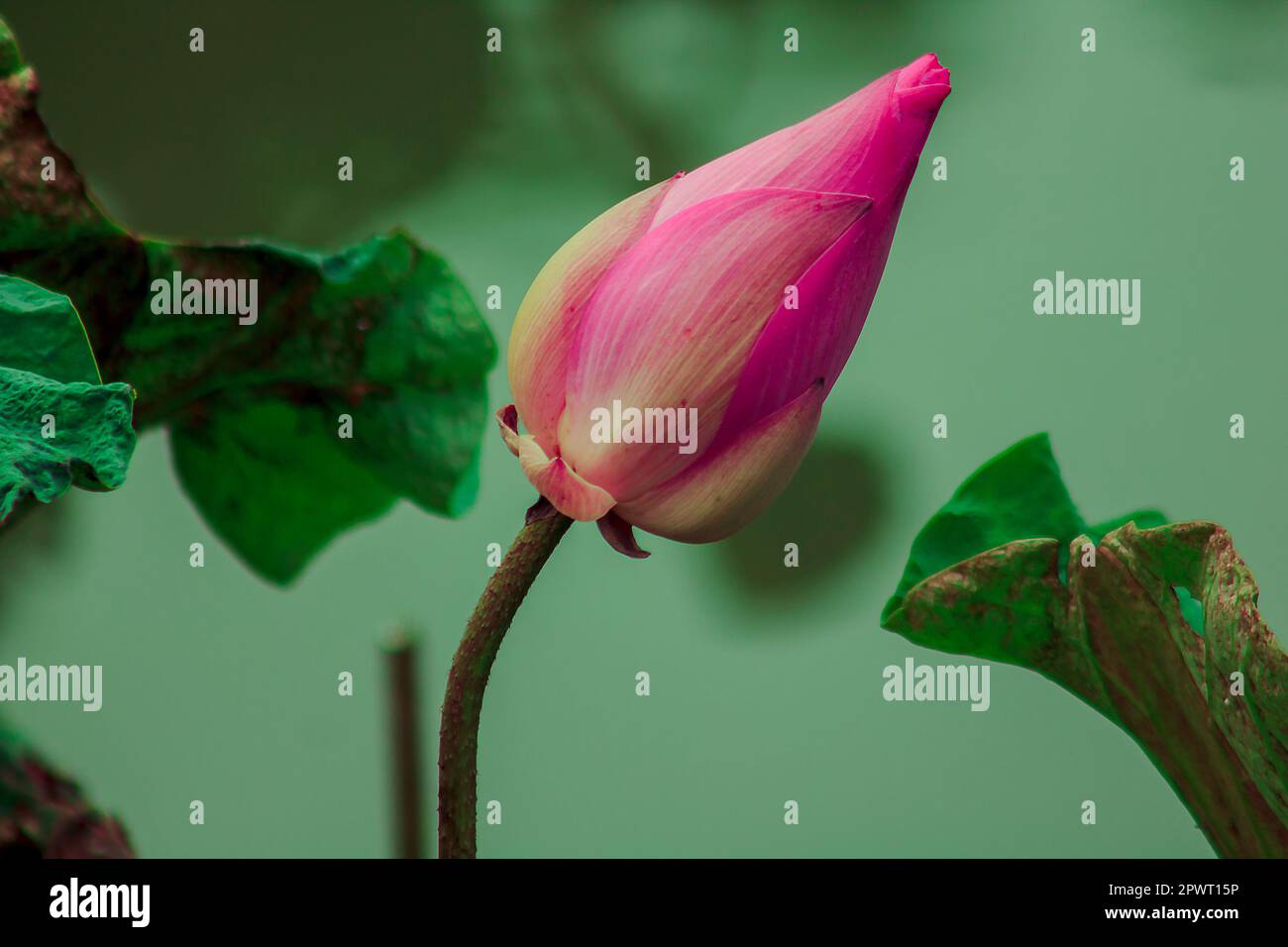 Nelumbo nucifera is a flowering pink lotus species Stock Photo - Alamy