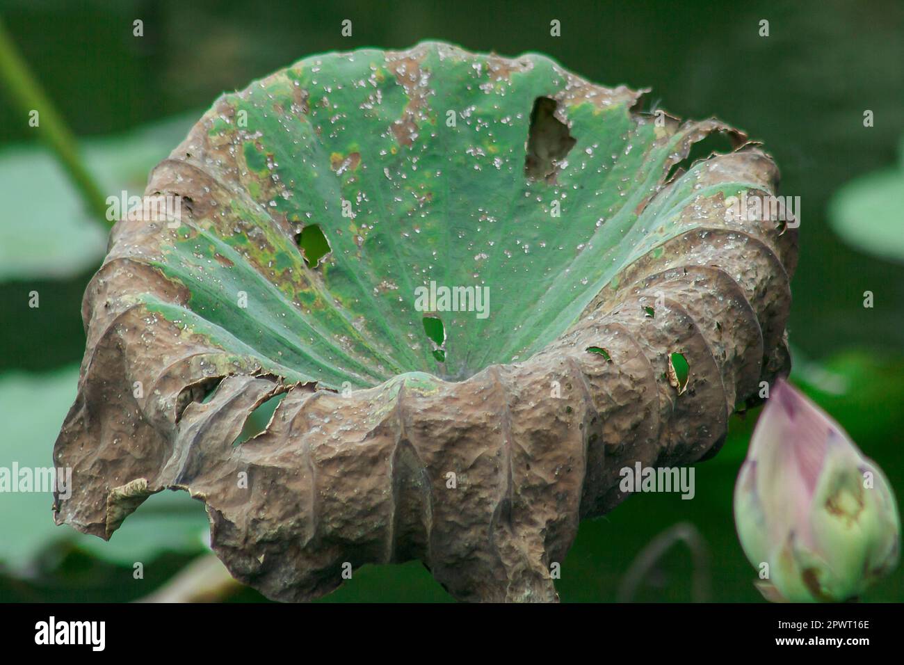 Nypa fruticans in nature Wurmb Stock Photo - Alamy