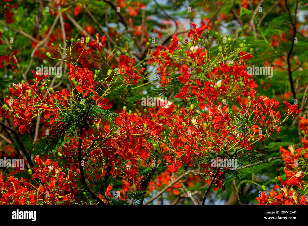 Mauritius flamboyant tree flame tree hi-res stock photography and ...