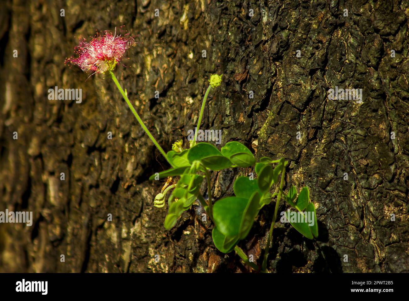 Beautiful walnut tree hi-res stock photography and images - Alamy