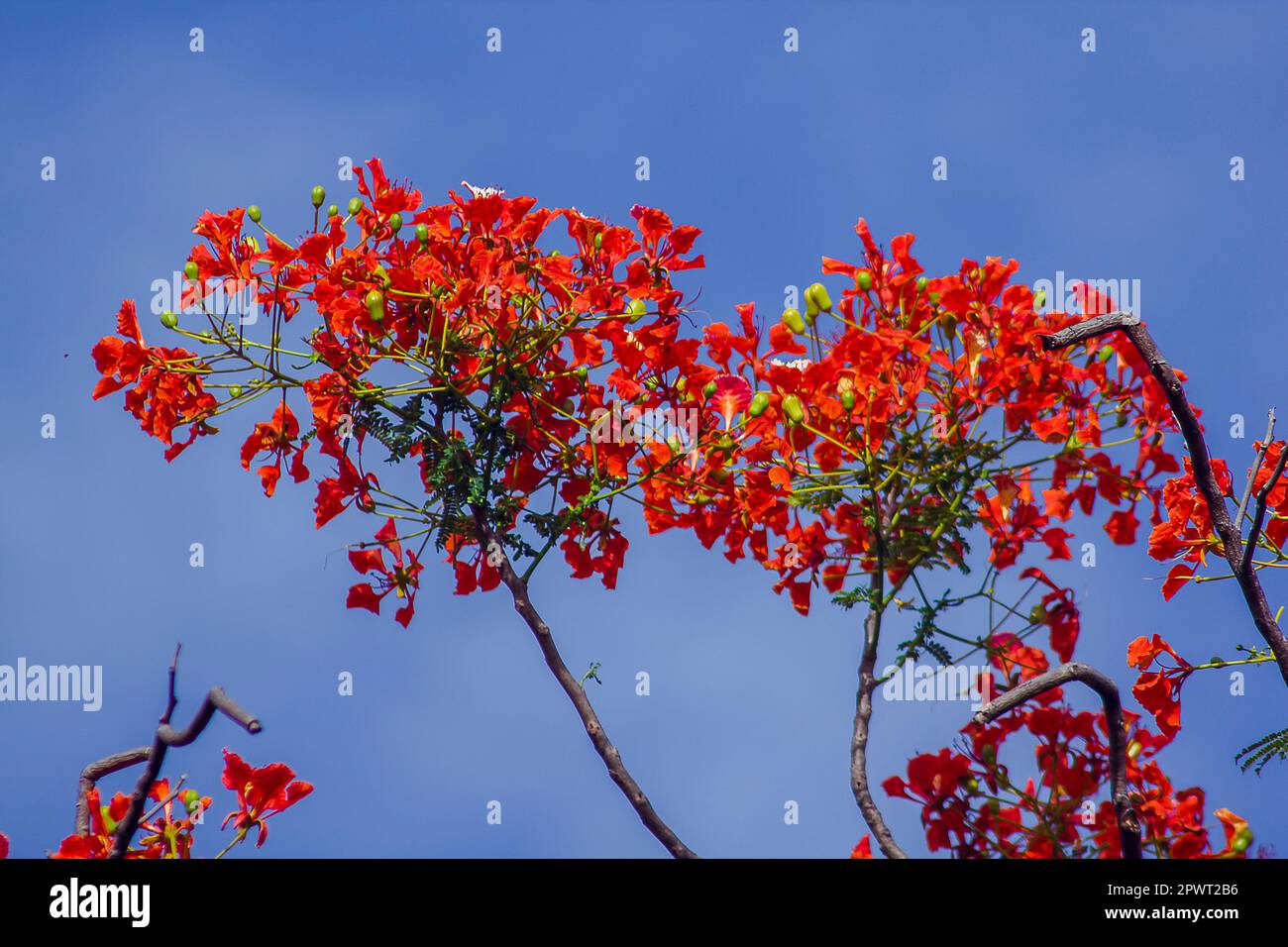 Red flamboyan hi-res stock photography and images - Alamy