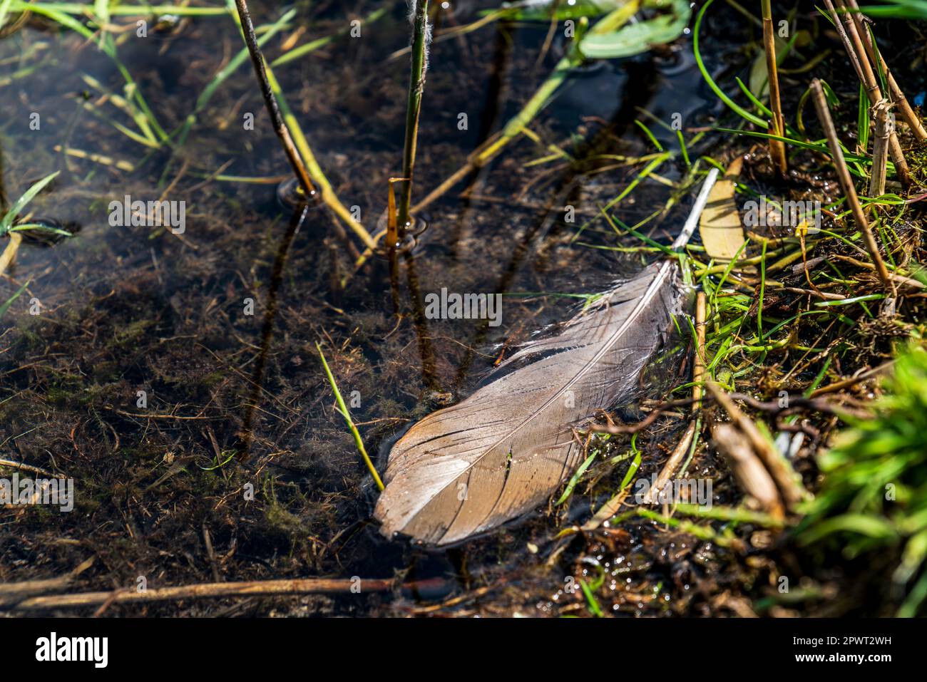 Nature's canvas, beauty of a single feather, a tale of delicate details ...