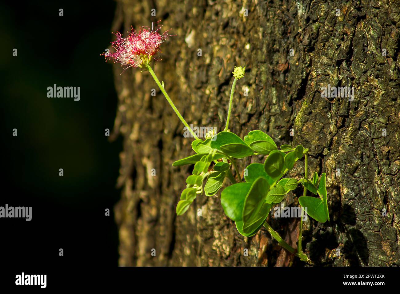 Samanea saman hi-res stock photography and images - Alamy