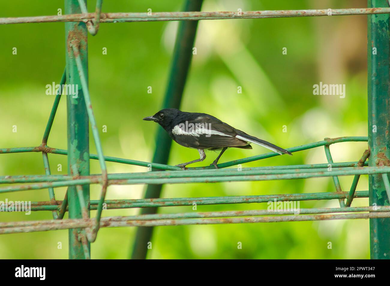 Magpie on garden fence hi-res stock photography and images - Alamy