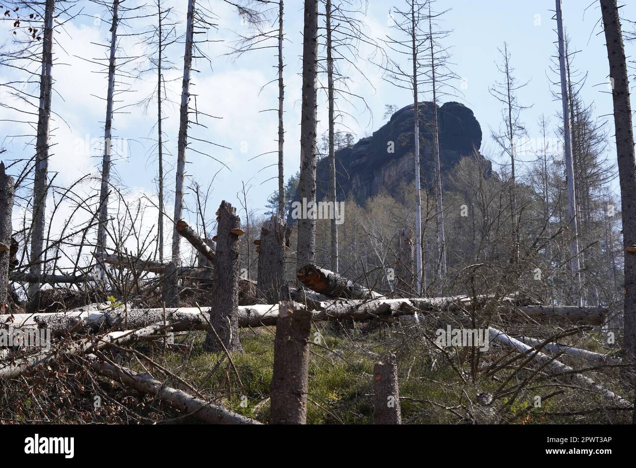 Forest damage by bark beetle hi-res stock photography and images - Alamy