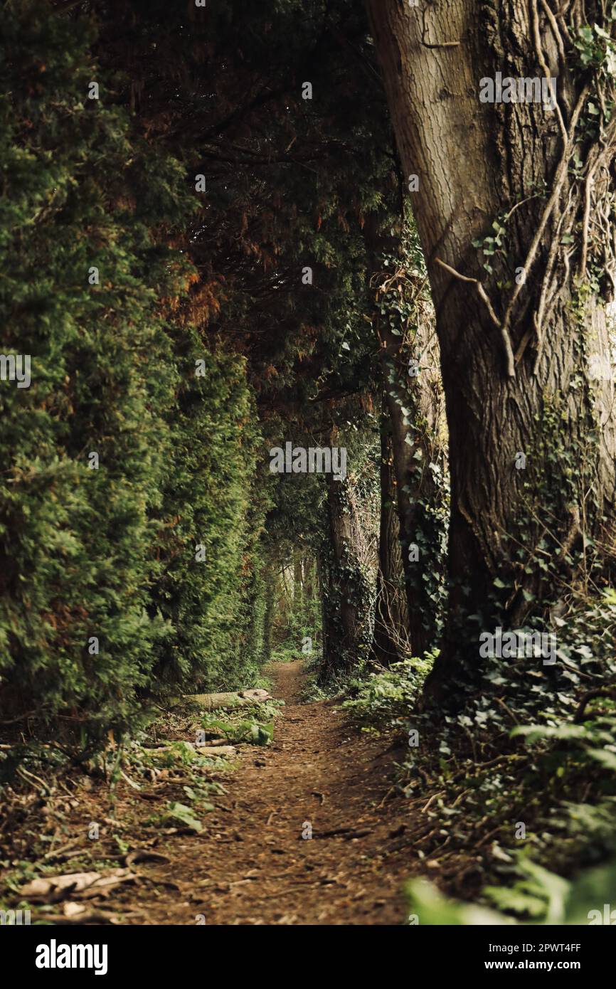 The Enchanted Path Stock Photo - Alamy