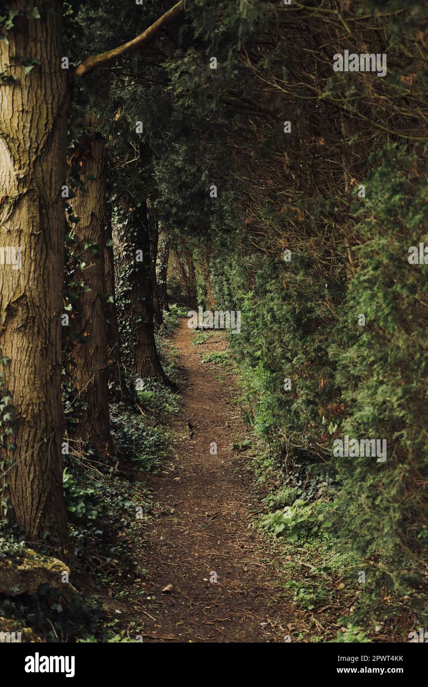 The Enchanted Path Stock Photo - Alamy