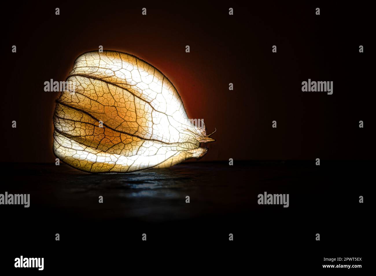 physalis, lit. Fruit shines through the peel. Vitamin C rich fruit ...