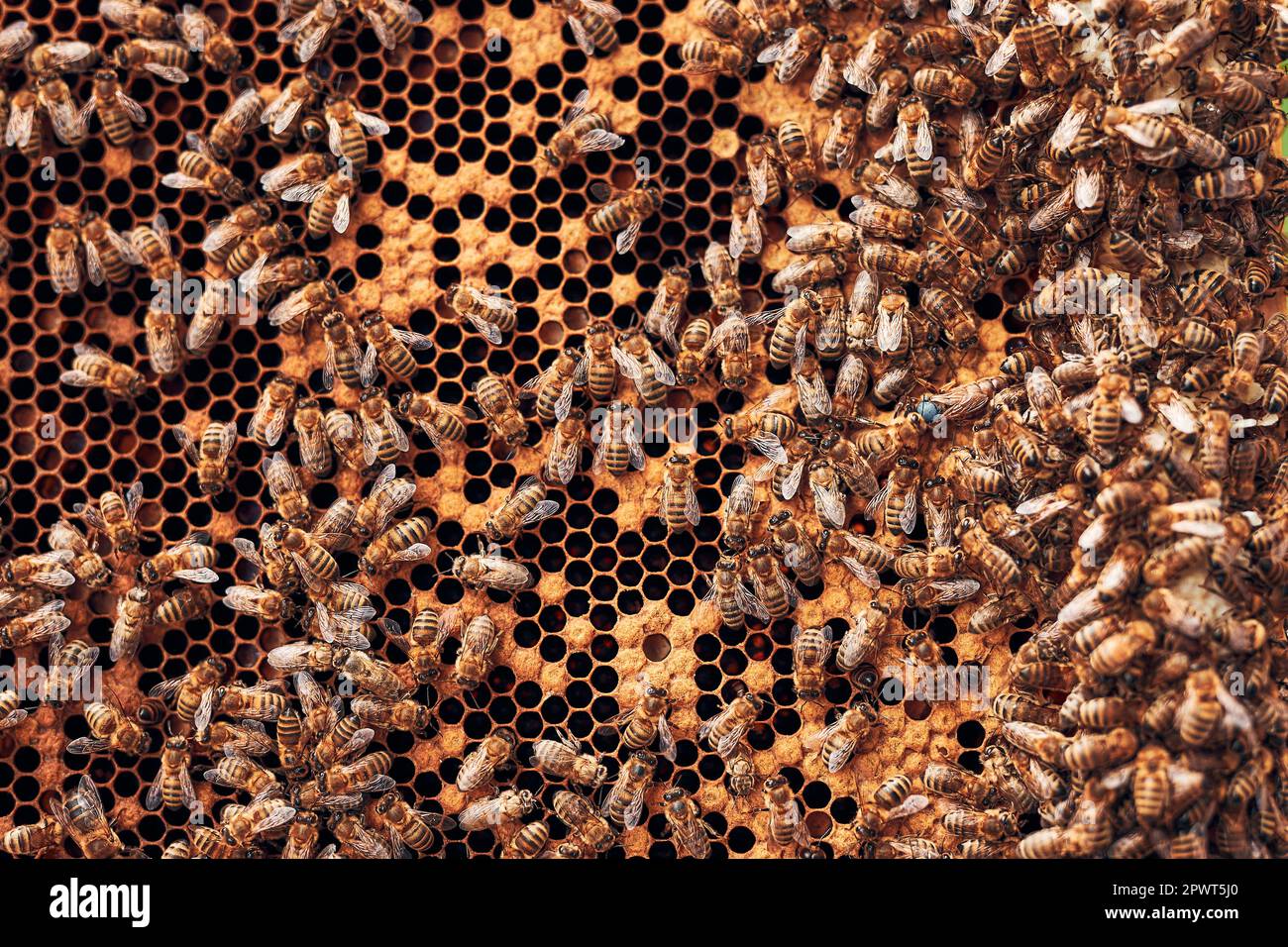 Honey comb drawing hi-res stock photography and images - Alamy