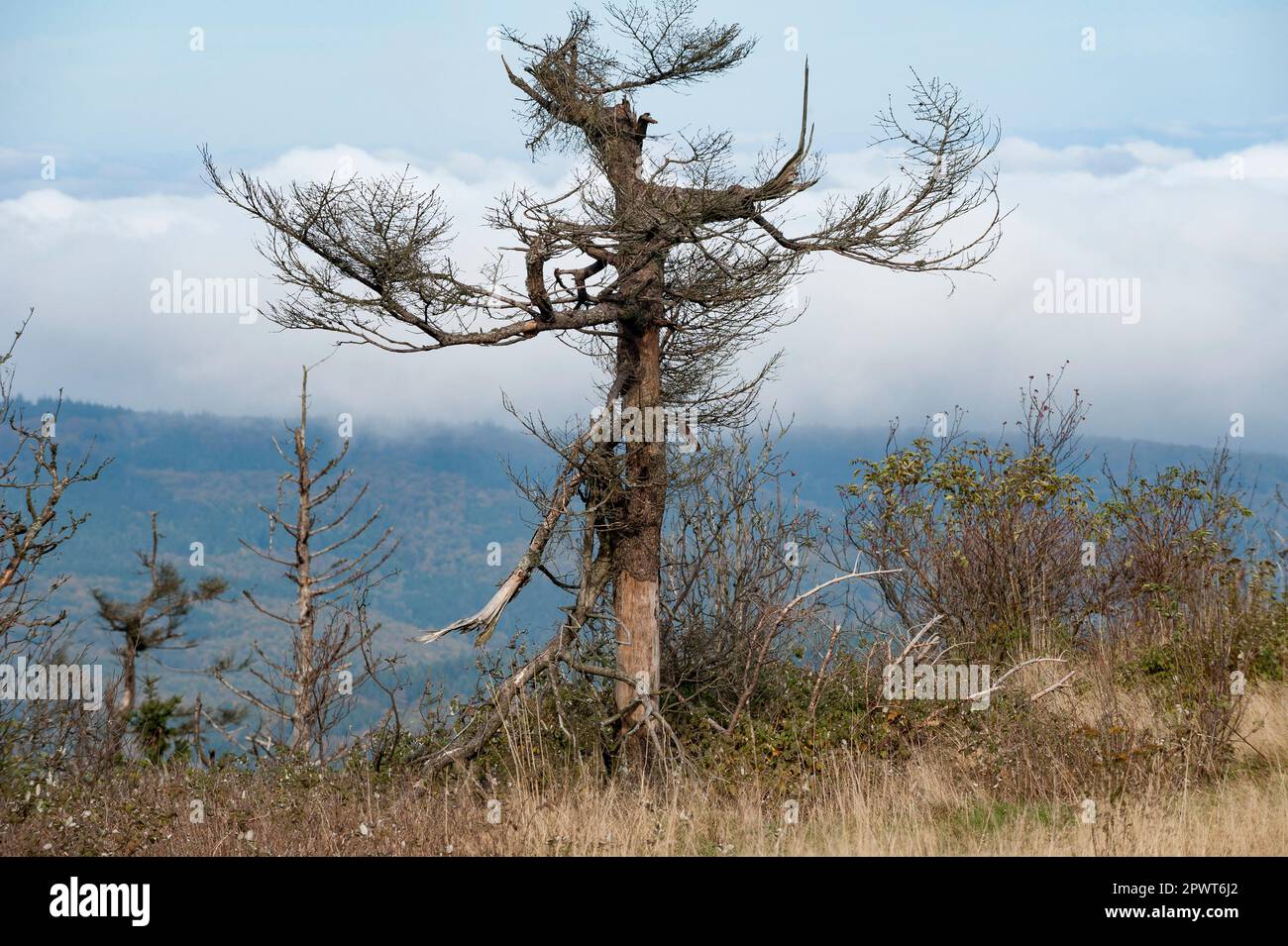 The trunk of a dead pine tree with rotten branches on a mound of wild ...