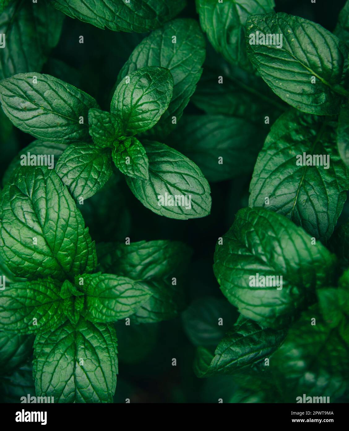 Green mint leaves pattern layout design. Ecology natural creative concept. Top view nature ...
