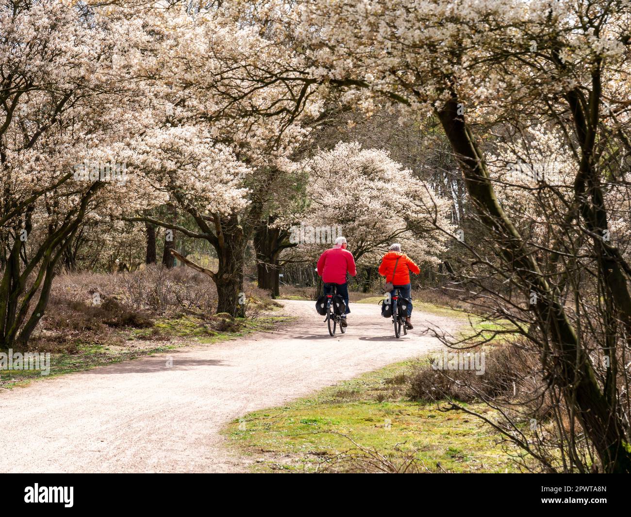 Older couple riding bicycles on cycle path, blooming juneberry trees ...