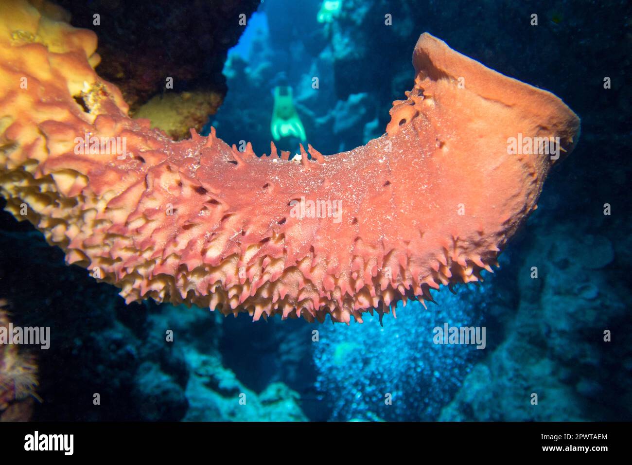 Colorful coral reef at the bottom of tropical sea, great tube sea ...