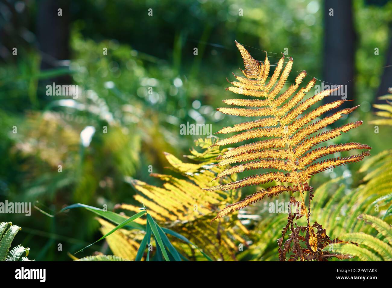 Yellow green fern leaf at autumn time with autumn light. Fern leaf in ...