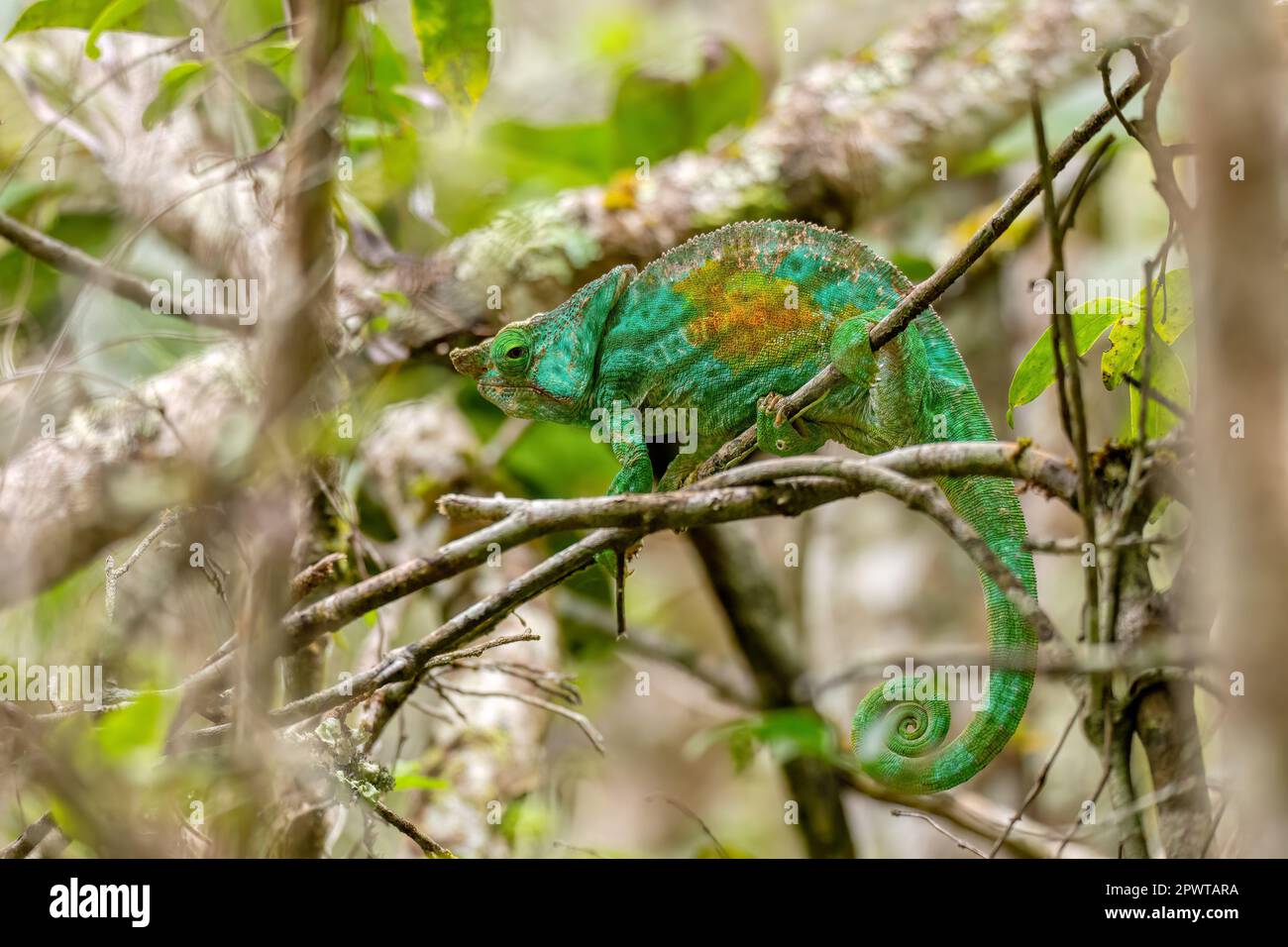 Parson's chameleon (Calumma parsoni cristifer), large endemic species of chameleon in the family ...