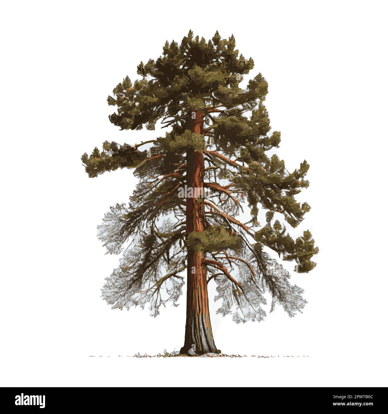Realistic green tallest tree in the world sequoia on a white background ...