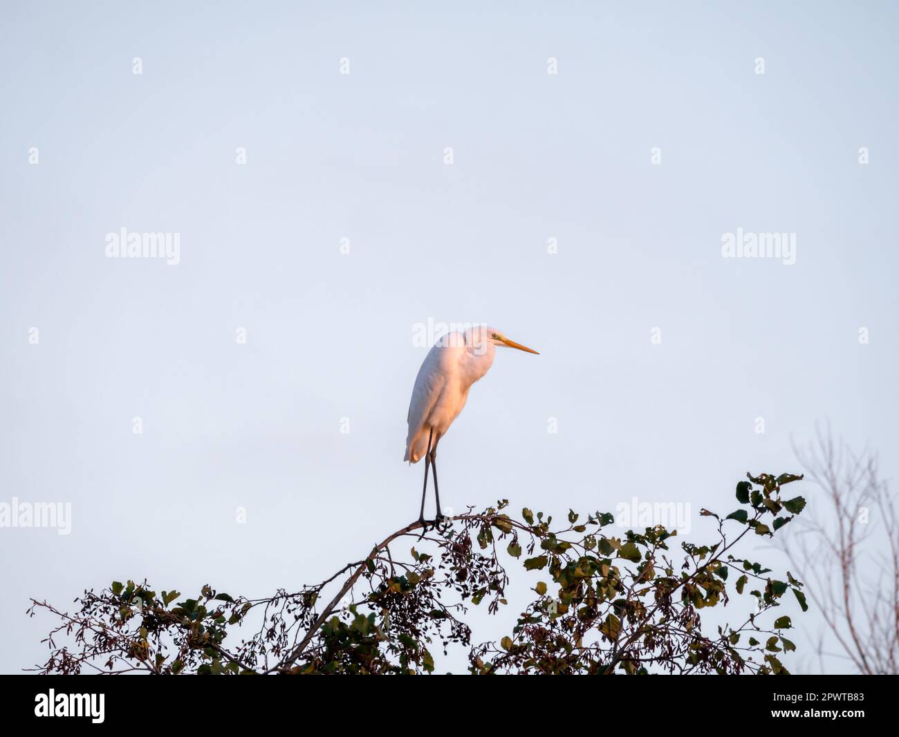 Great egret, Ardea alba, perching in tree top during golden hour in ...