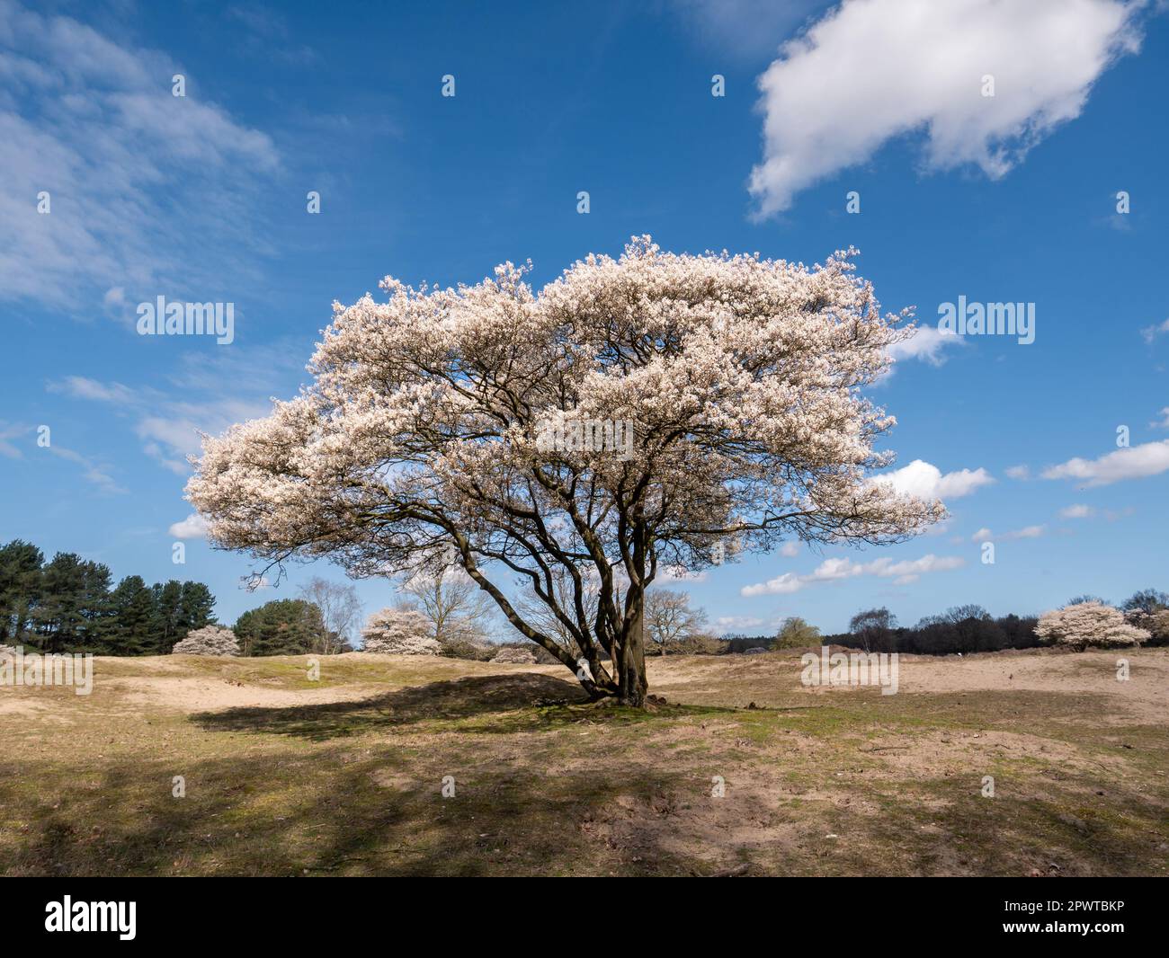 Juneberry or snowy mespilus tree, Amelanchier lamarkii, blooming in ...