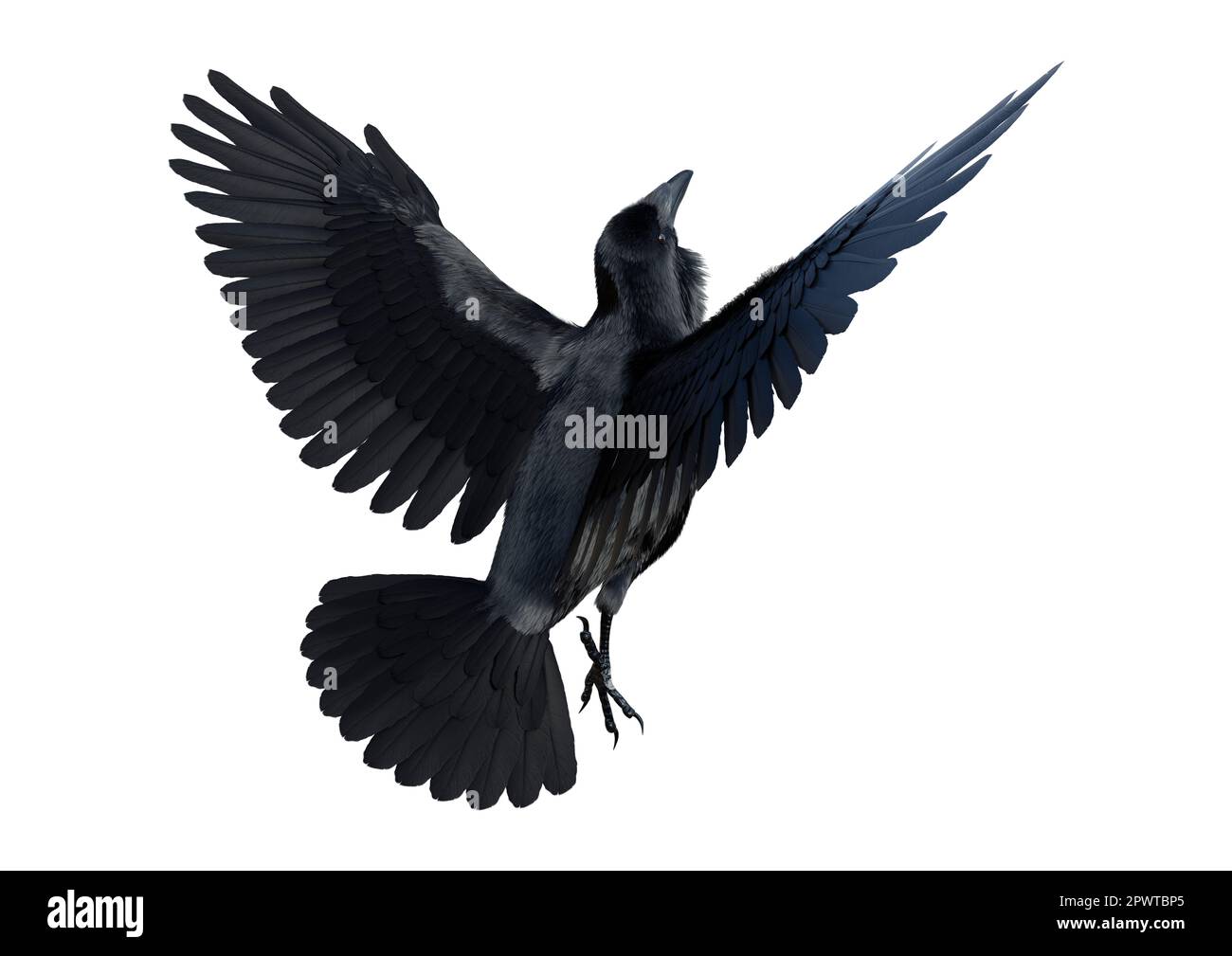 3D rendering of a black crow isolated on white background Stock Photo ...