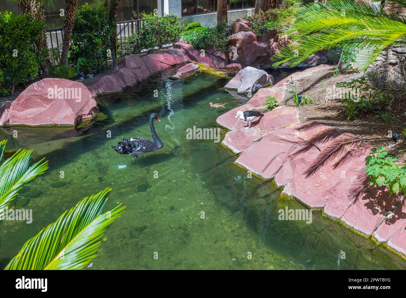 Close up view of black swan in water of pond on hot summer day. Las ...