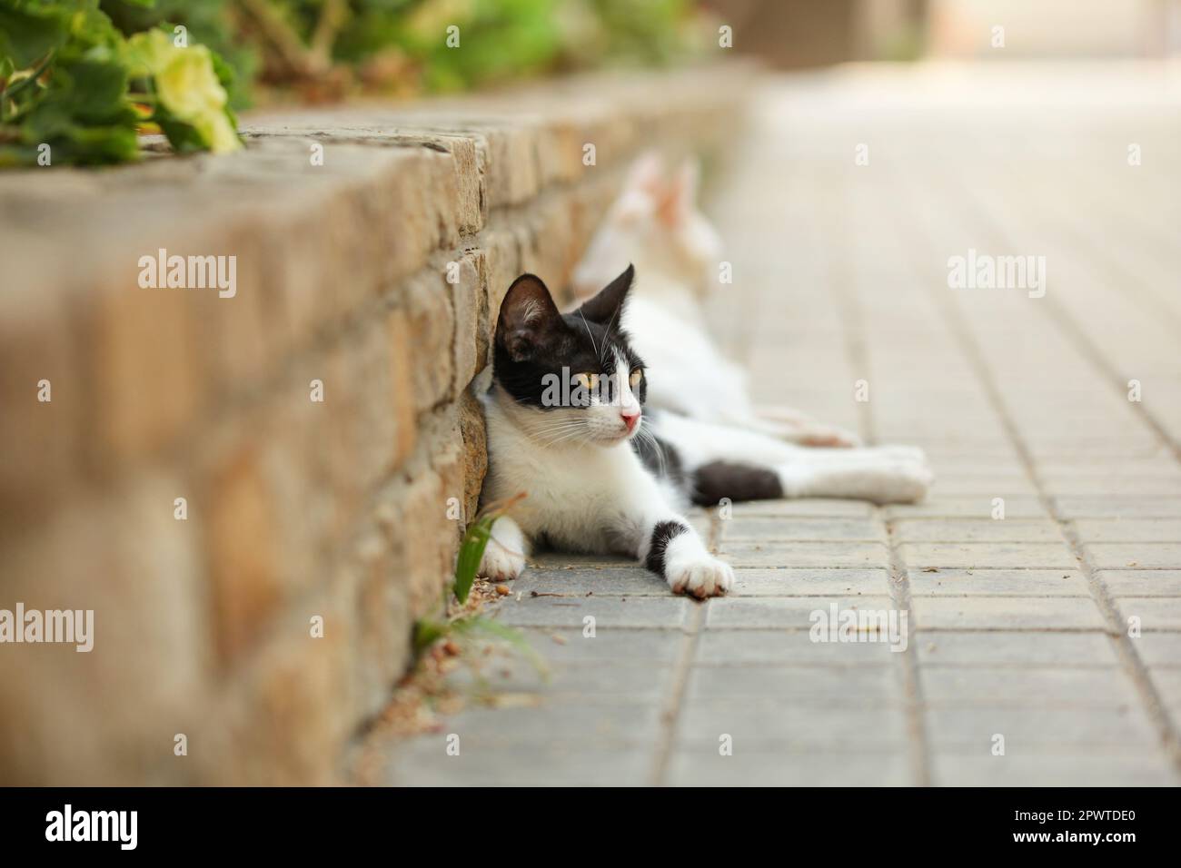 Black and white stray cat laying on the pavement next to bricks curb ...