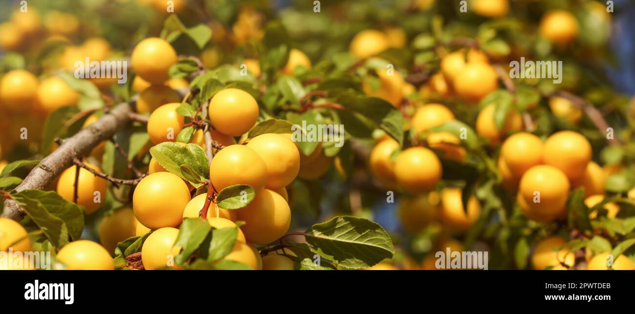 Ripe yellow mirabelle plums on ;eaves covered tree branches. (Prunus ...