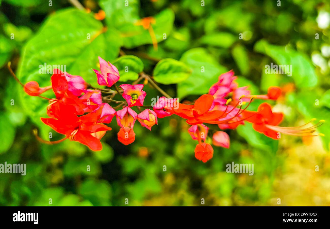 Purple pink and red flower flowers and plants plant in tropical garden ...
