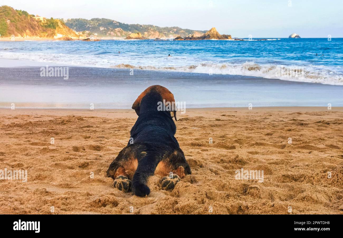 Dog lying on the sand on the beach and relaxing in Mazunte Oaxaca ...