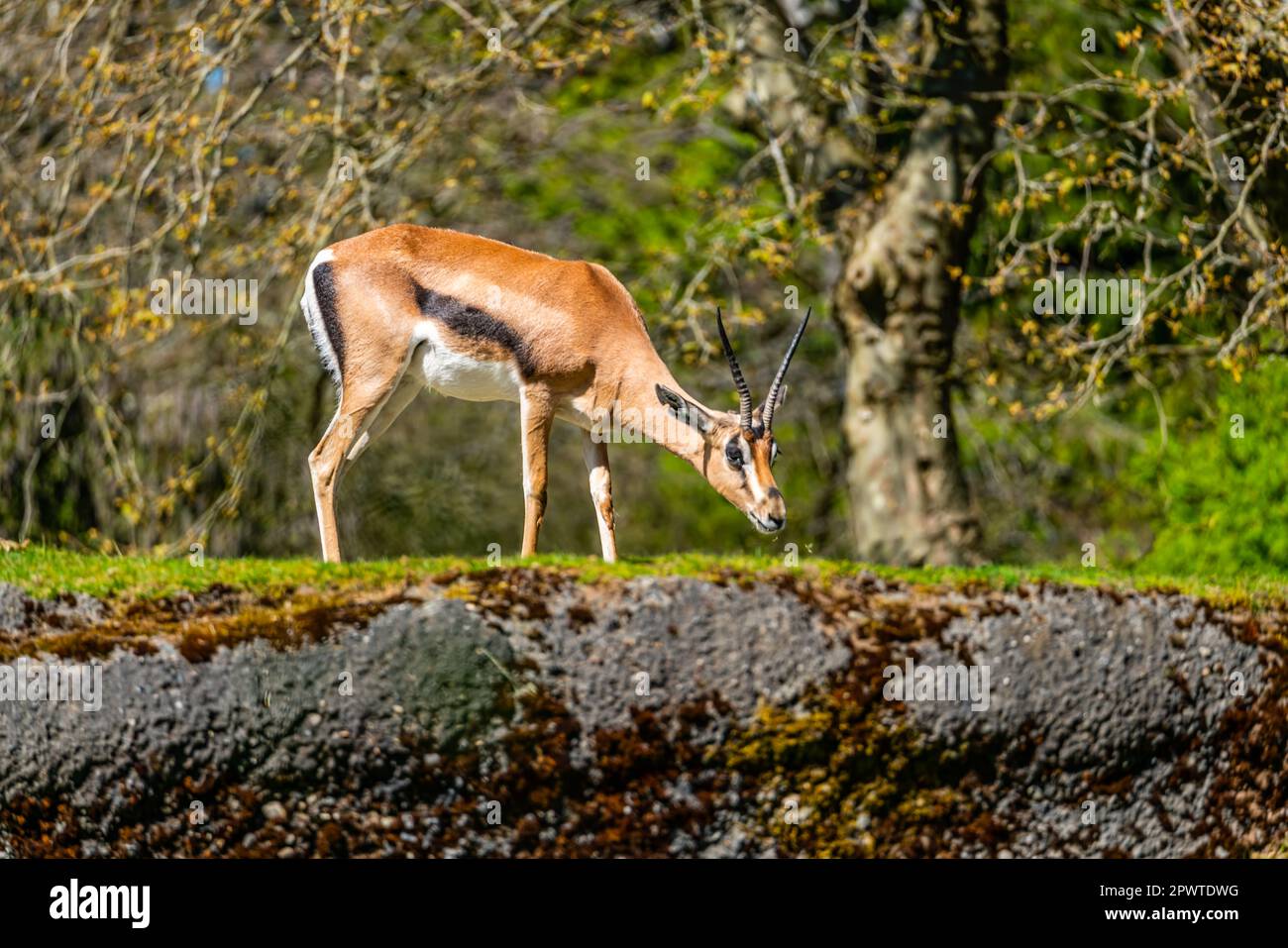 A beautiful elegant gazelle at the Woodland Park Zoo in Seattle ...