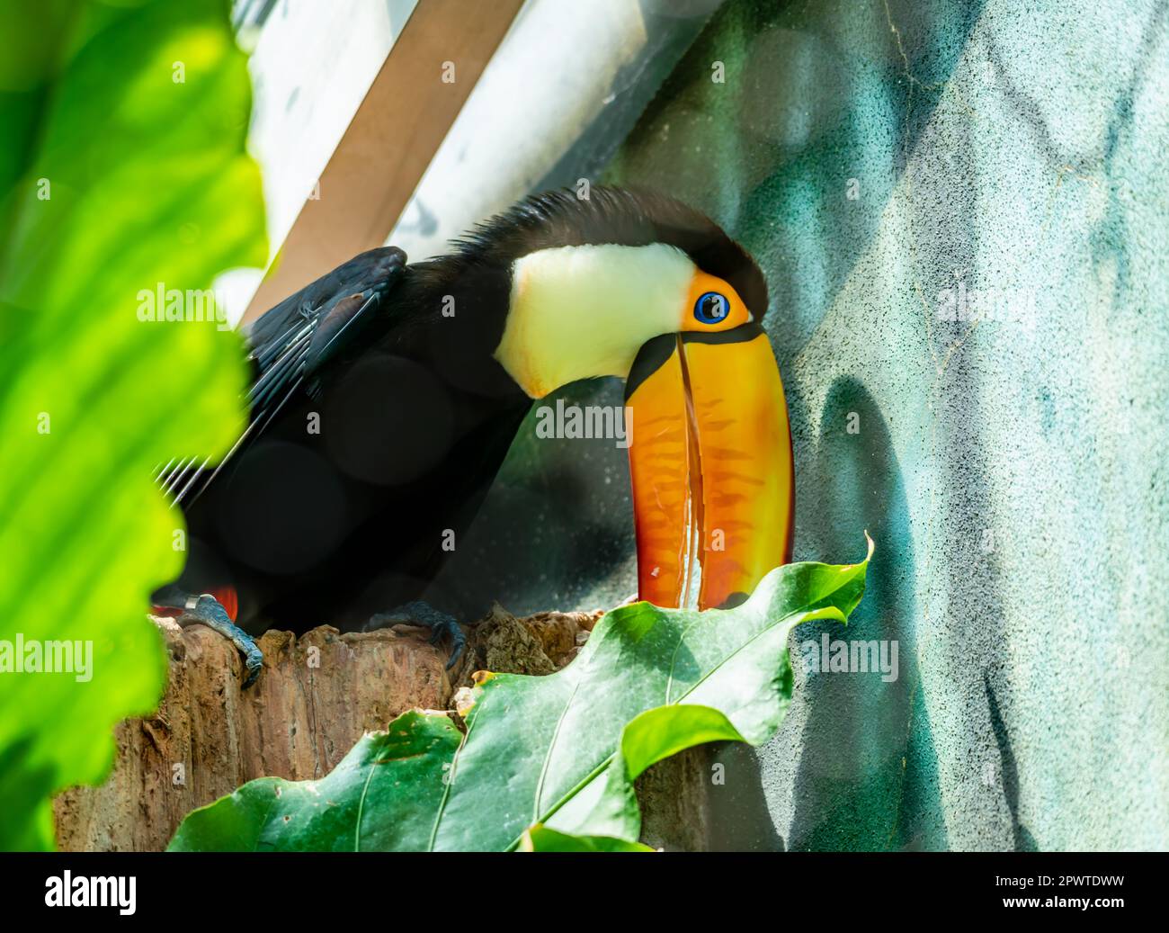 A tropical Toucan bird at the Woodland Park Zoo in Seattle, Washington ...