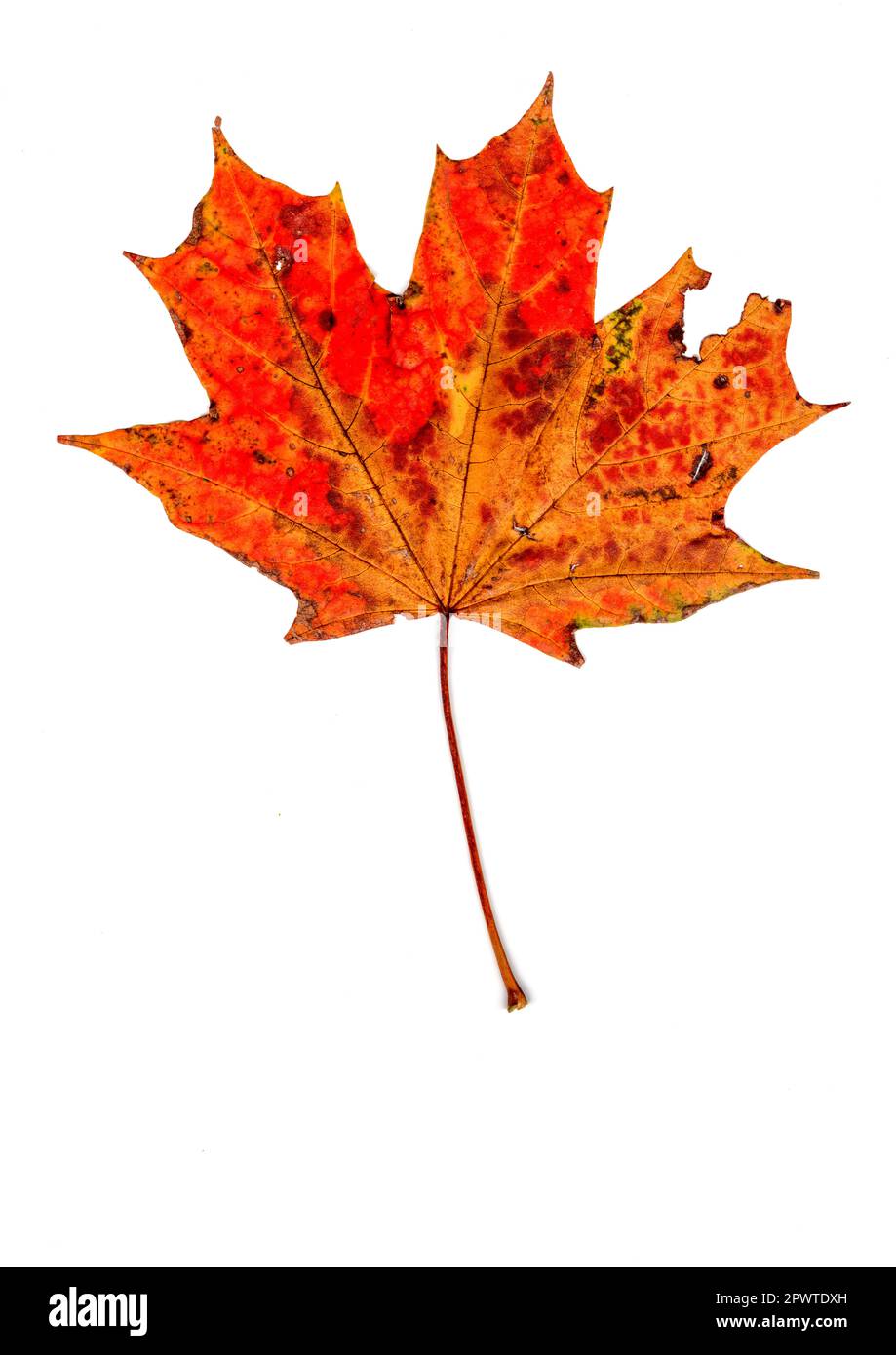 A cropped autumn colored maple leaf against white background Stock ...