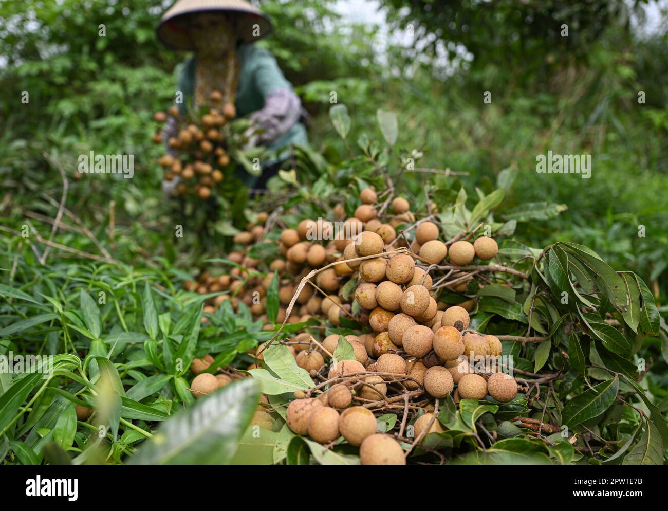 Dongfan, China's Hainan Province. 30th Apr, 2023. A villager harvests ...