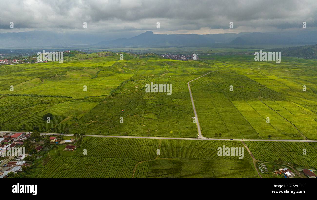 Tea plantations on the hillsides in the mountains of Sumatra. Tea ...
