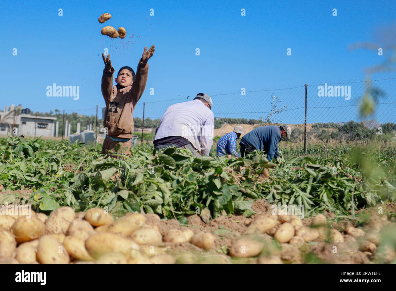 Gaza, Palestine. 01st May, 2023. Daily Life Palestinian Farmers In Gaza ...