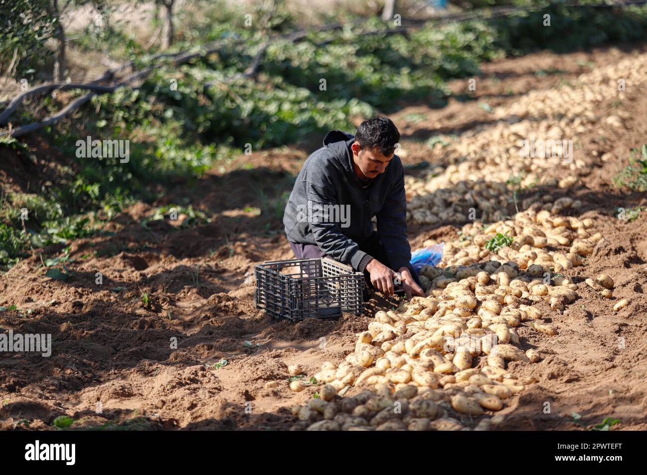 Gaza, Palestine. 01st May, 2023. Daily Life Palestinian Farmers In Gaza ...