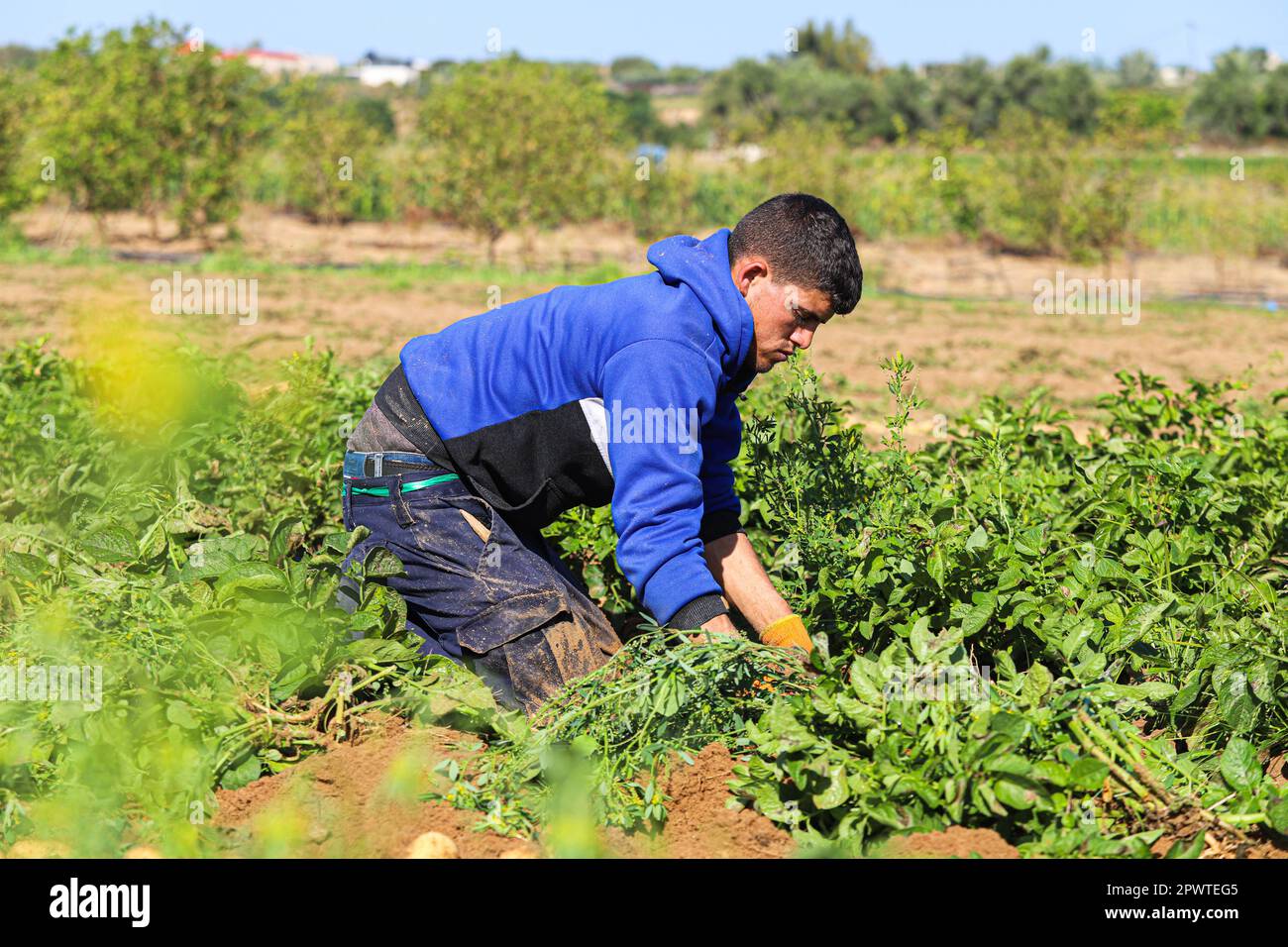 Gaza, Palestine. 01st May, 2023. Daily Life Palestinian Farmers In Gaza ...