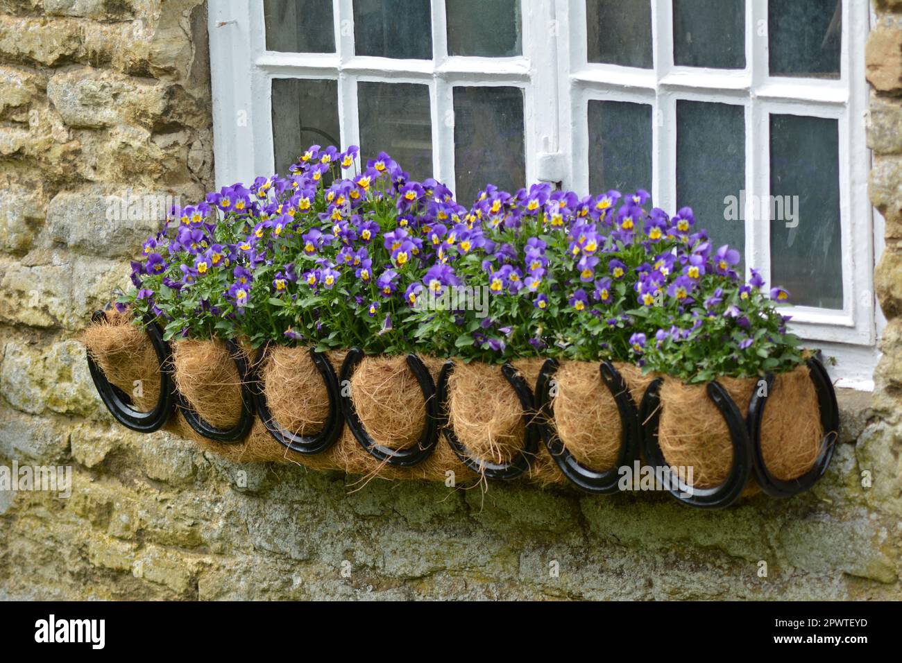 Decorative window box made from iron horseshoes filled with purple ...