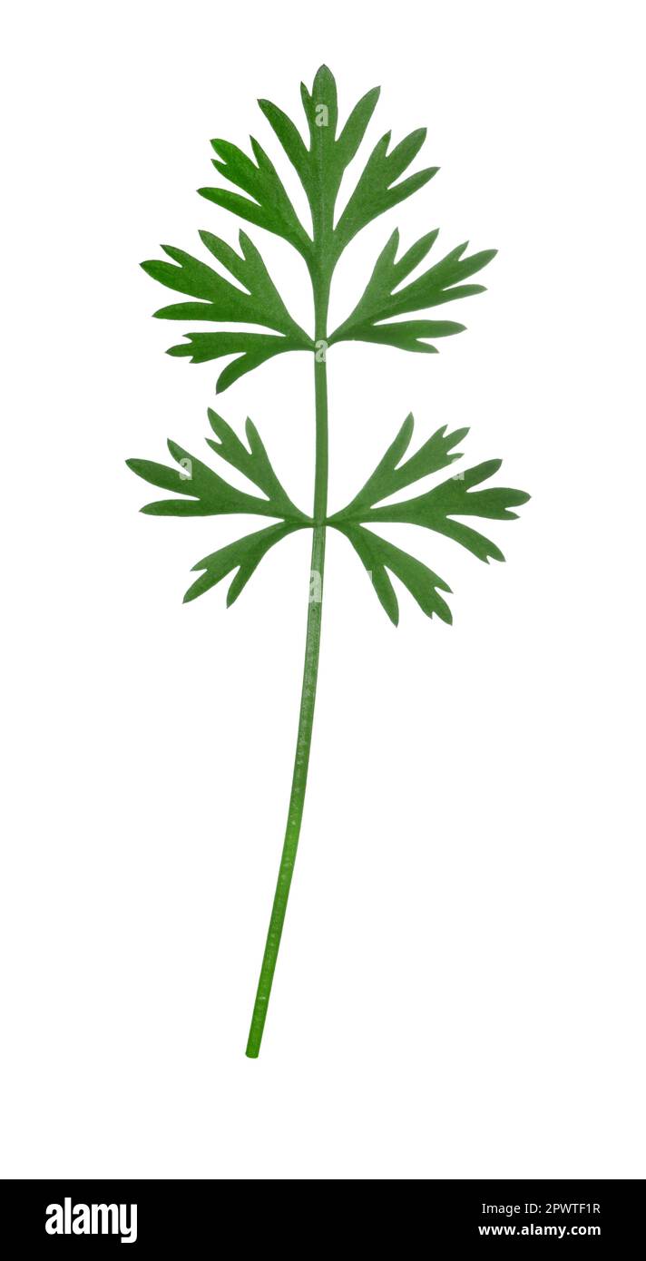 Carum hi-res stock photography and images - Alamy