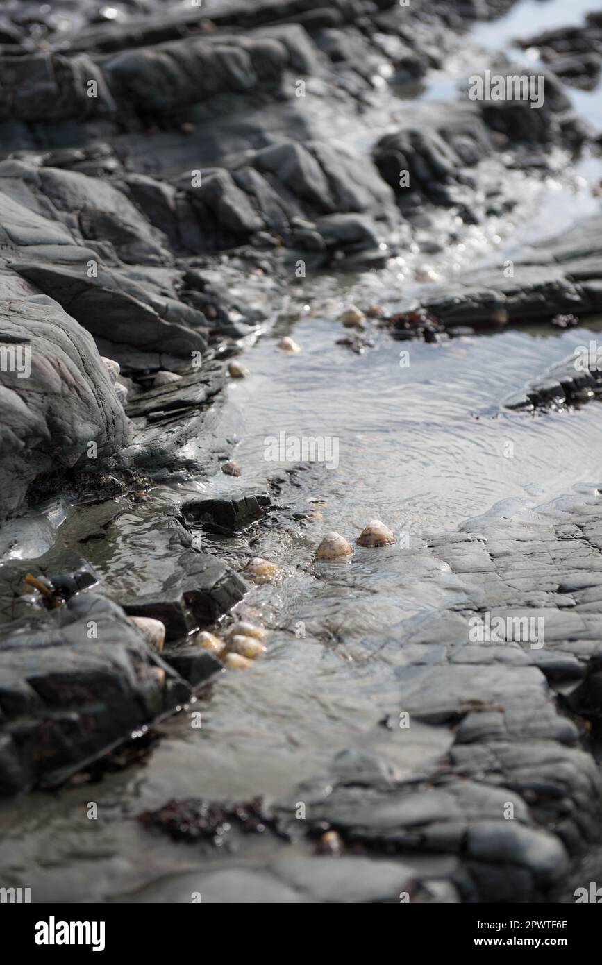 Water breaking on rocks with crustaceans on Downderry beach, Cornwall ...