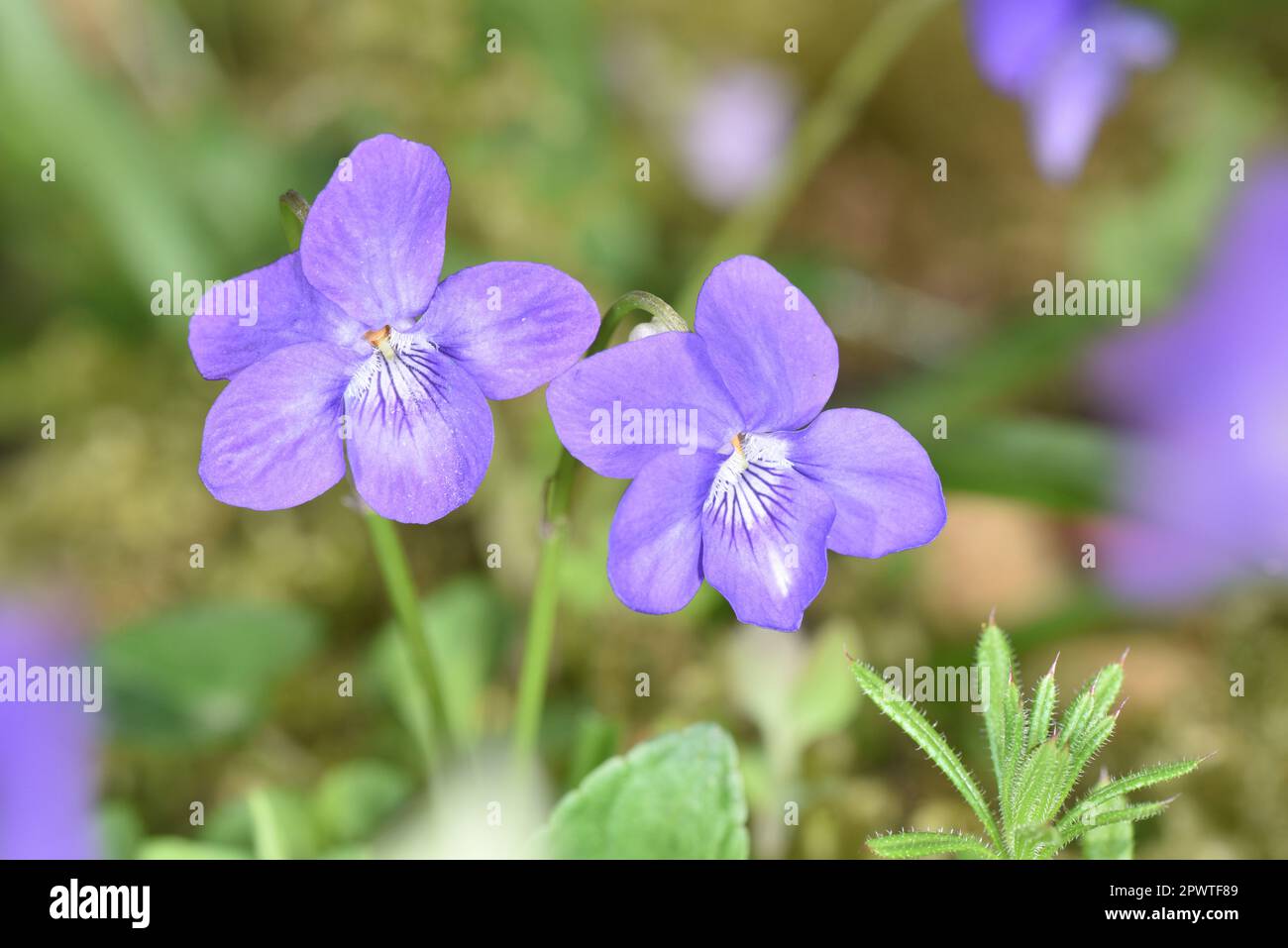 Common Dog-violet - Viola riviniana Stock Photo - Alamy