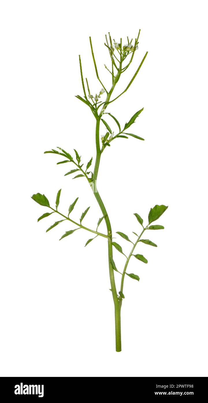 Wavy Bitter-cress - Cardamine flexuosa Stock Photo - Alamy