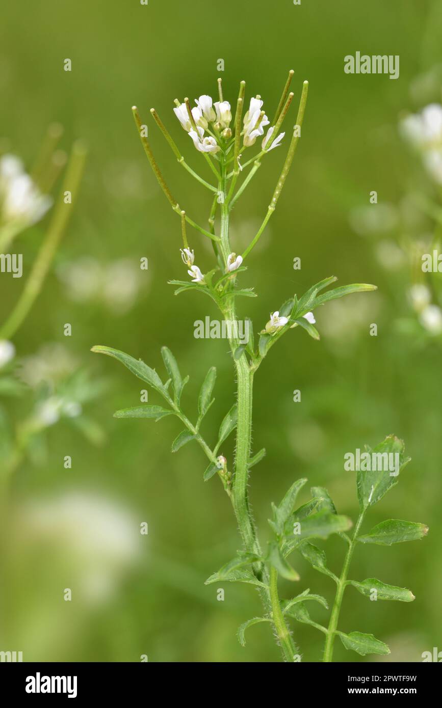 Wavy Bitter-cress - Cardamine flexuosa Stock Photo - Alamy